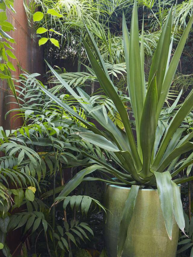Gardening 101: False Agave Web Story - Gardenista
