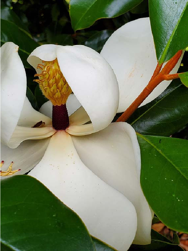 Magnolia Grandiflora: Ancient Flower, Fresh Flavor Web Story - Gardenista