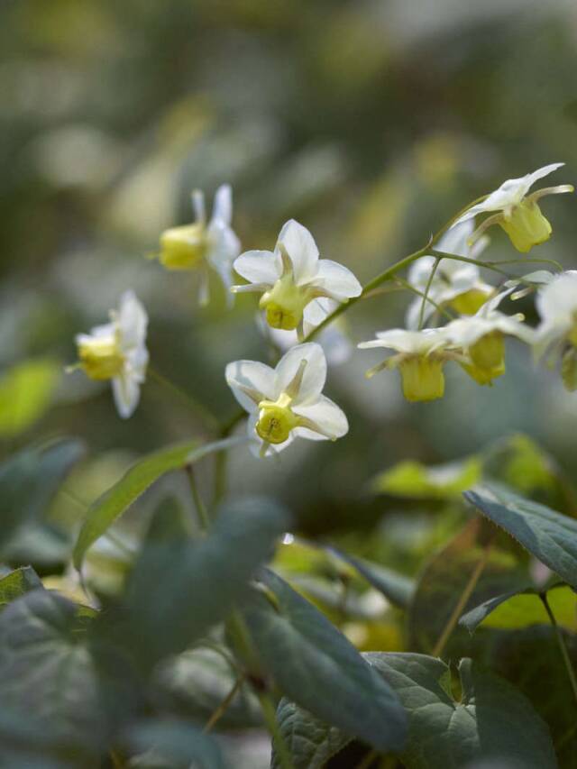 Barrenwort: Growing Guide to Perennial Ground Cover Epimediums Web ...