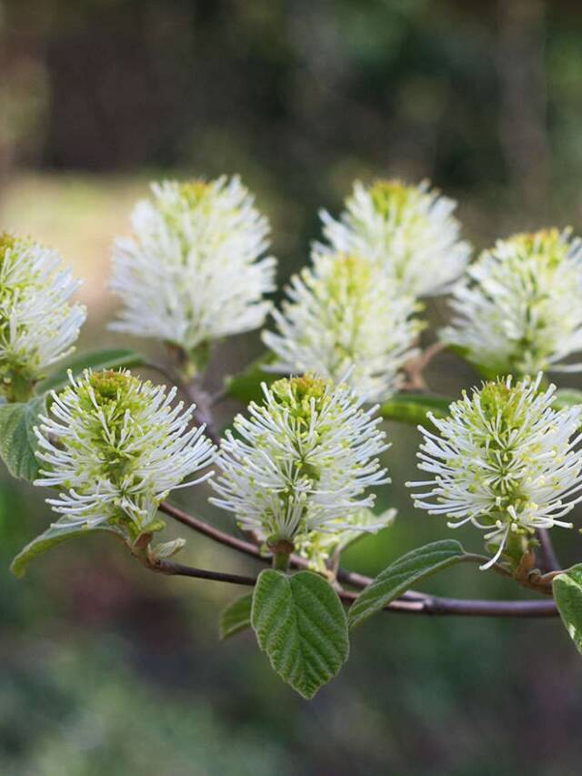 Fothergilla: Planting and Care Tips for a Flowering Deciduous Shrub Web ...