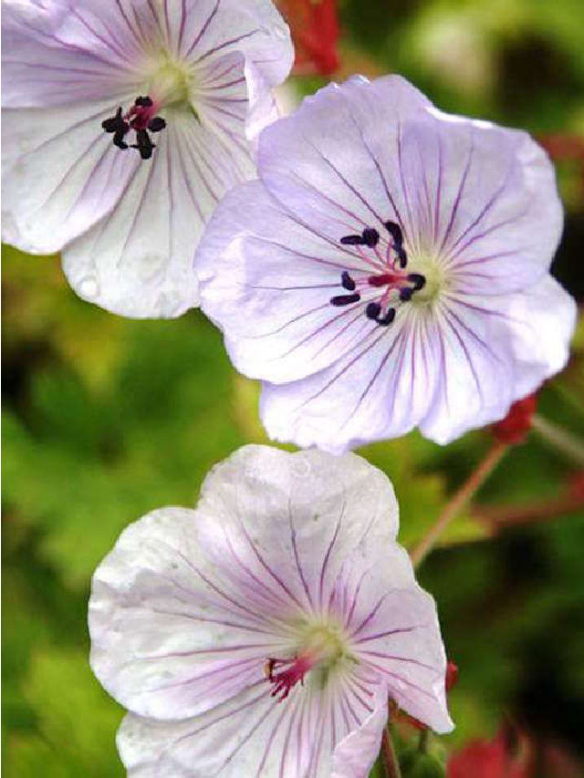 Gardening 101: Geranium - Gardenista Web Story - Gardenista