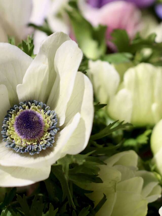 Gardening 101: Poppy Anemone - Gardenista Web Story - Gardenista
