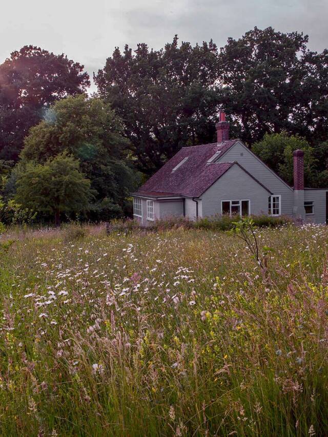 In the Meadow: Wildflowers from Great Dixter and Scribble & Daub ...