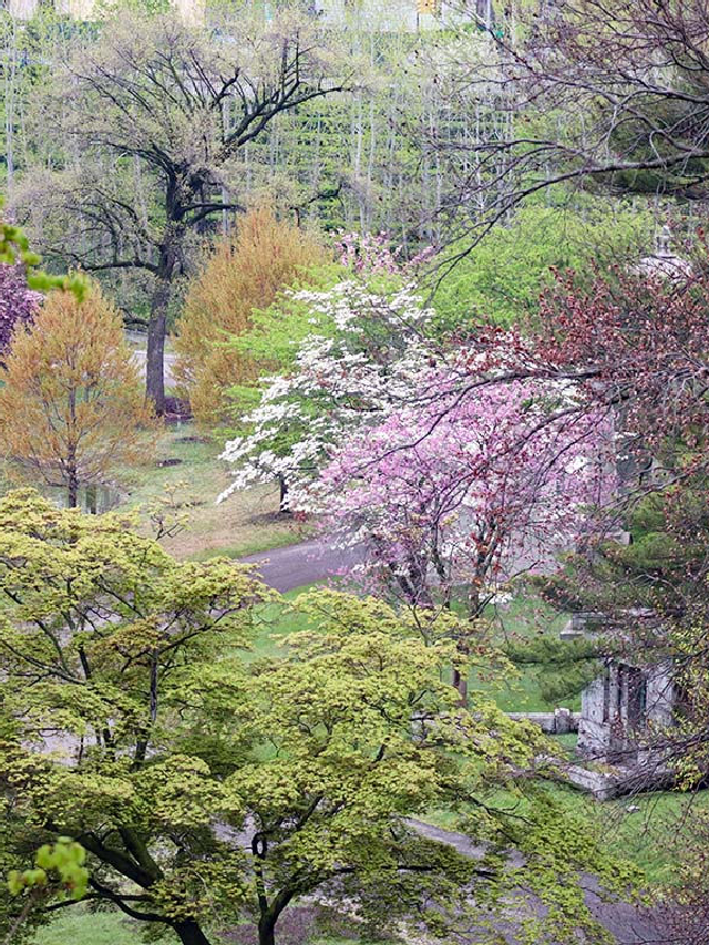Spring’s Trees at Historic Green-Wood Cemetery in Brooklyn Web Story ...