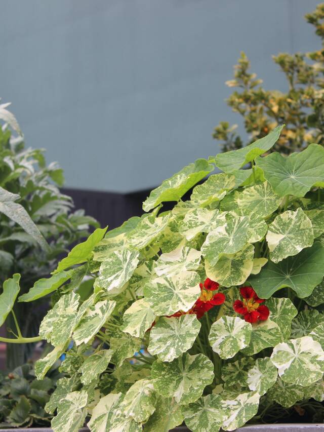 Trap Crops: The Best Plants to Grow to Keep Pests Away from Your ...