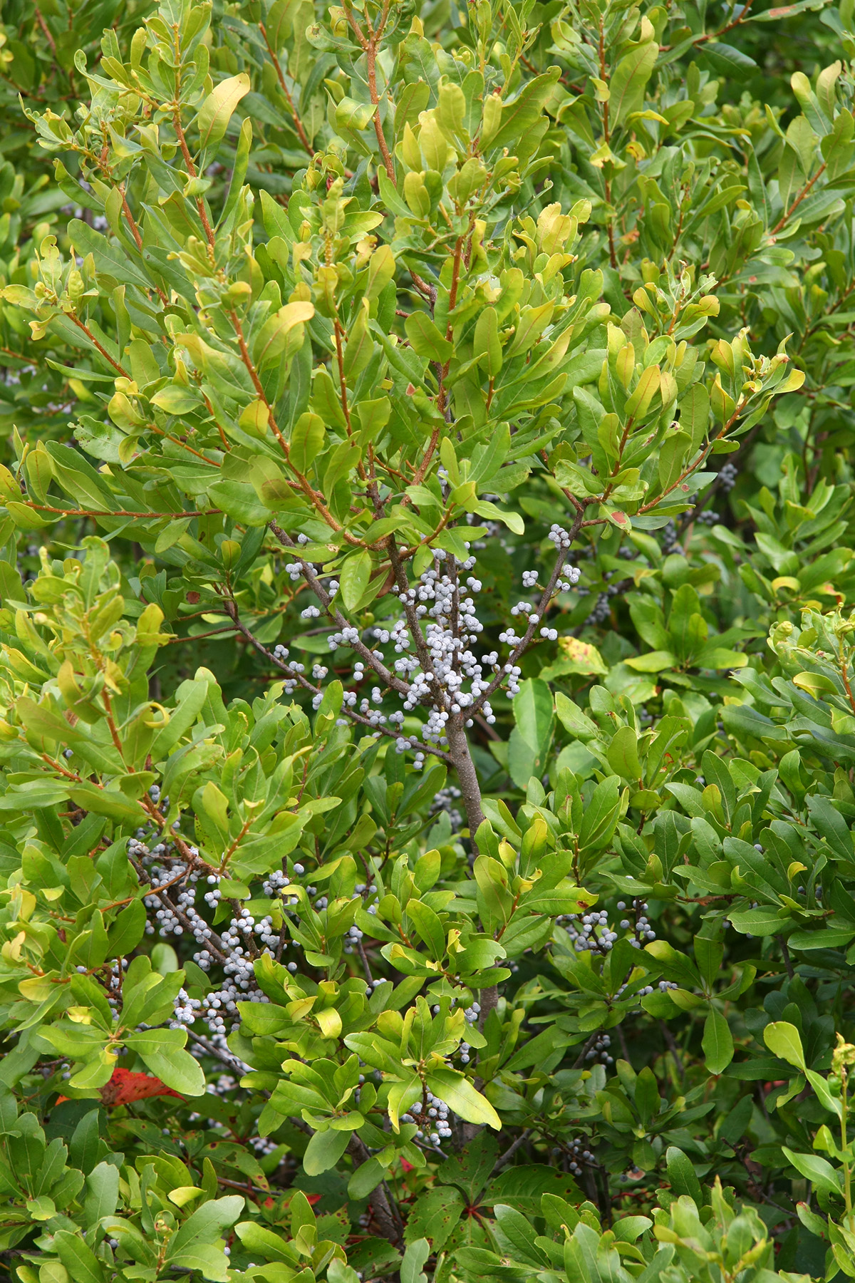 Bayberry: An Herb Native to North America