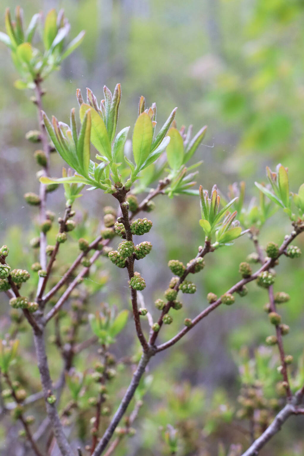 Bayberry: An Herb Native to North America