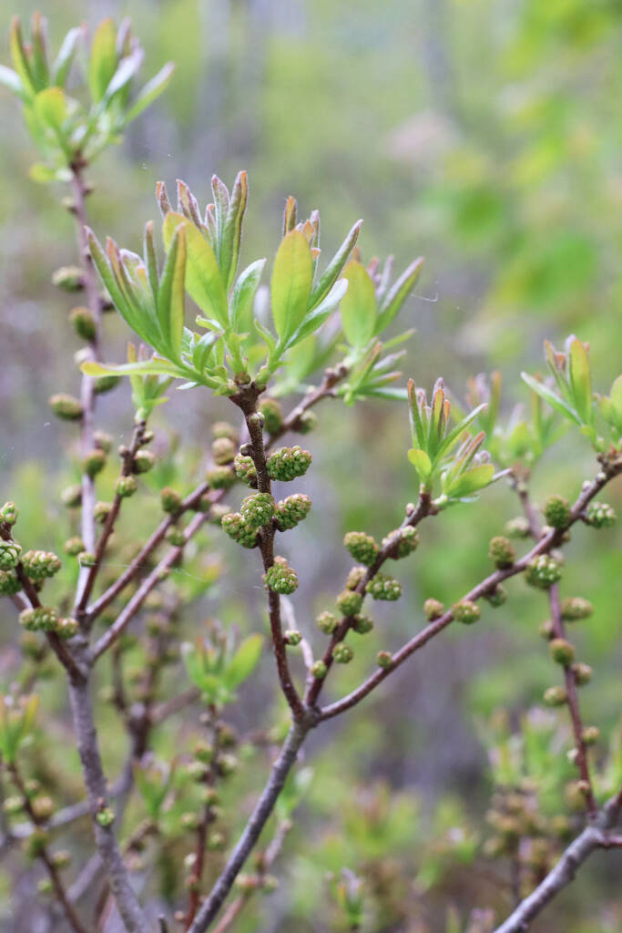 Bayberry: An Herb Native to North America