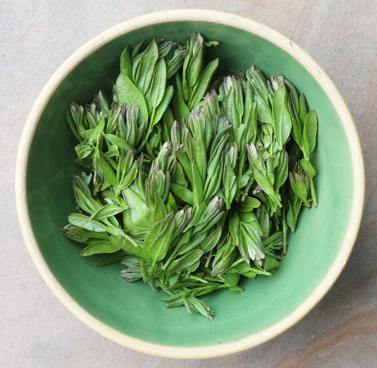 Bayberry: An Herb Native to North America