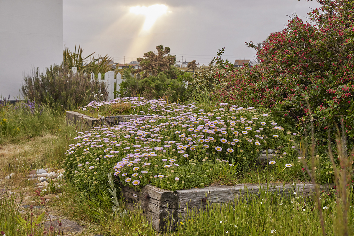 The Roundhouse: Shingle Gardening at Dungeness in England