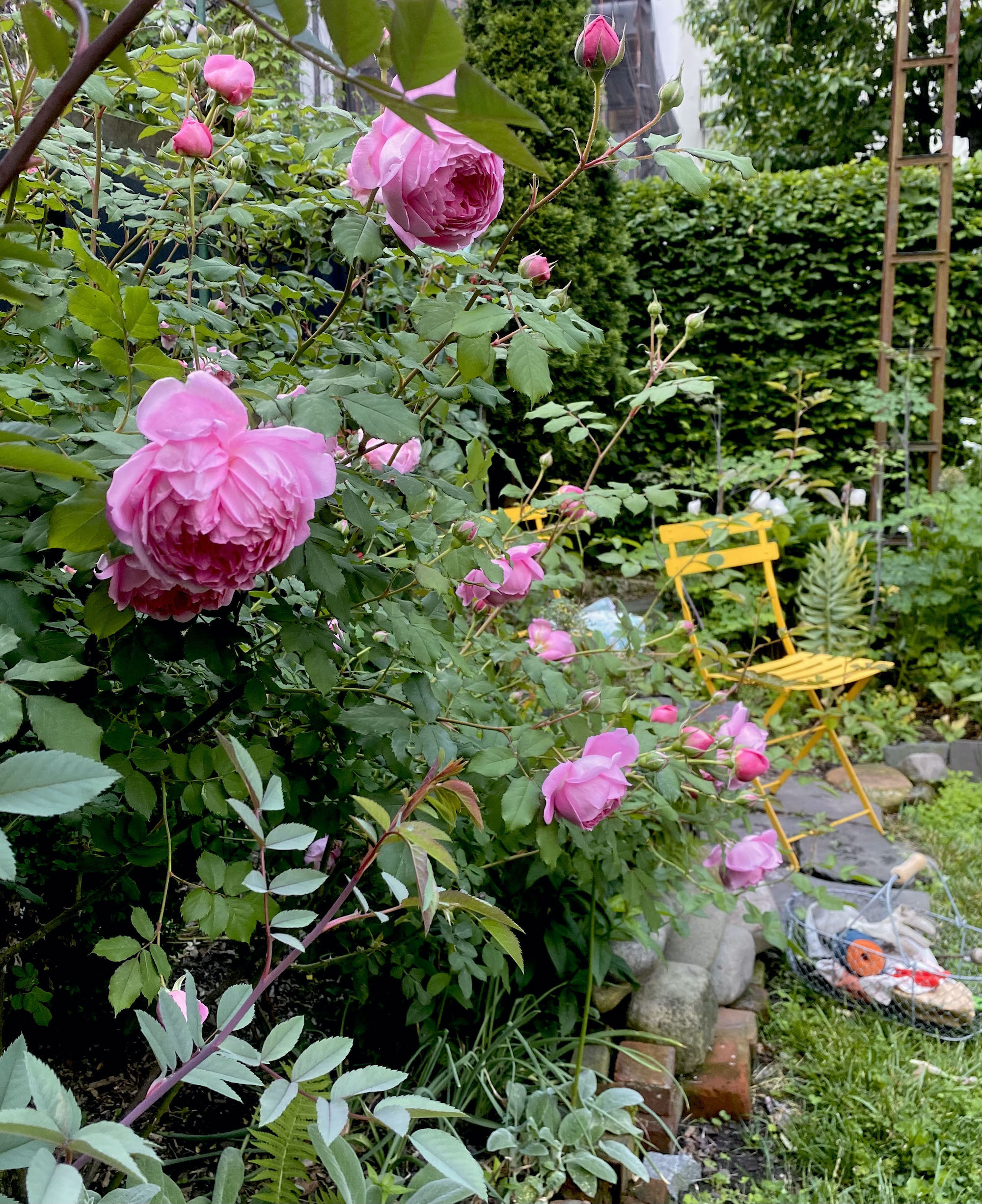 Melissa Goldstein's Flower-Filled Brooklyn Backyard: Garden Visit