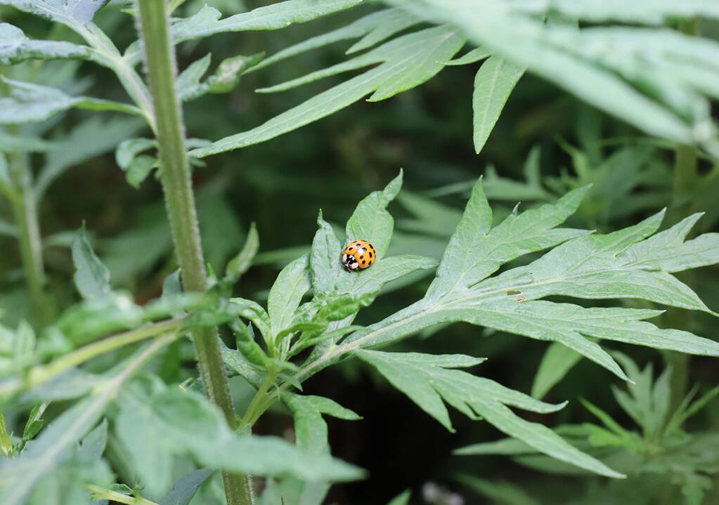 Mugwort is a plant eaten by invasivores - it is an edible herb but is ...
