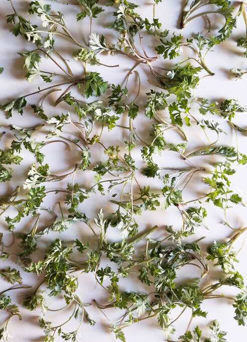 Mugwort is a plant eaten by invasivores - it is an edible herb but is ...