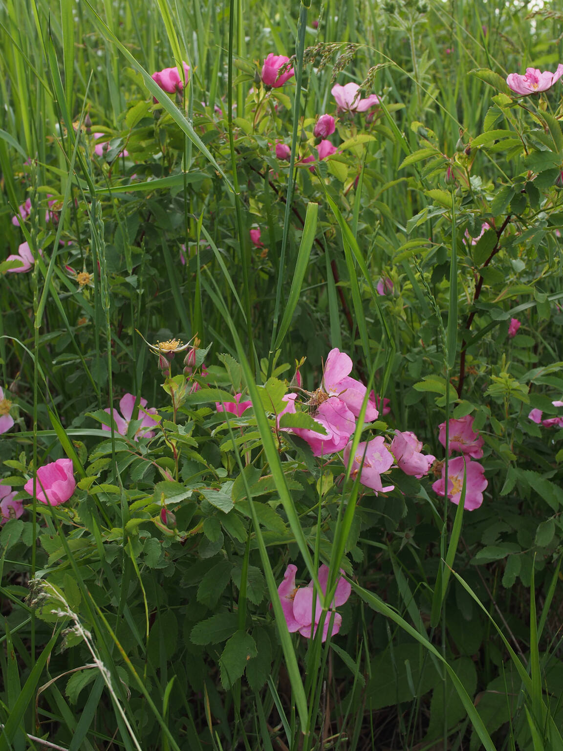 The Best Native Roses for Your Region