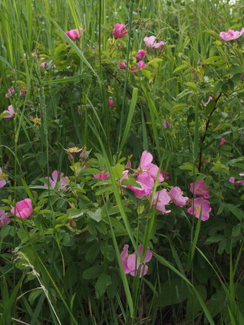 The Best Native Roses for Your Region