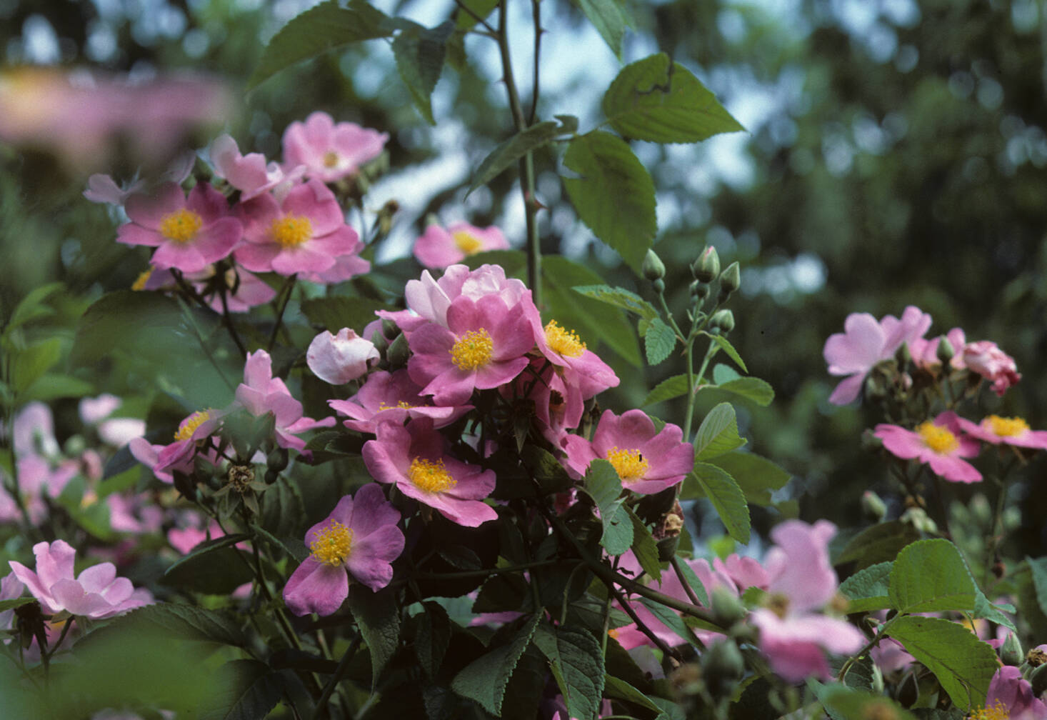 The Best Native Roses for Your Region – ReportWire
