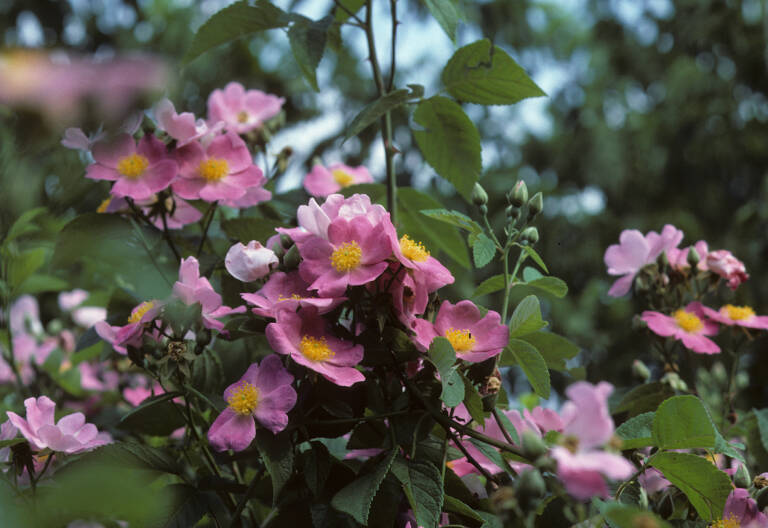The Best Native Roses for Your Region