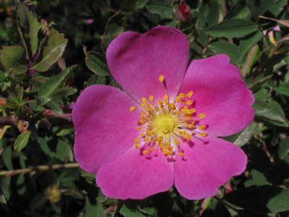 The Best Native Roses for Your Region