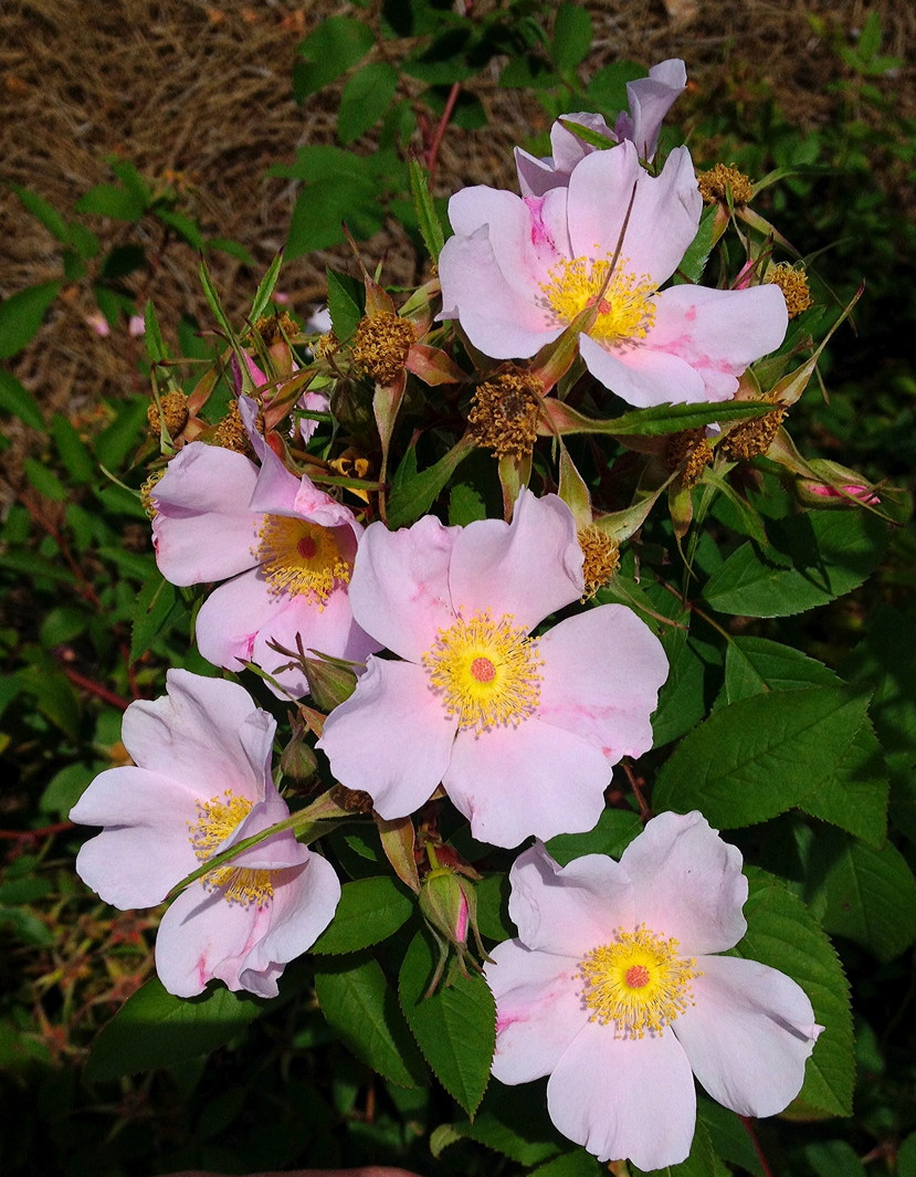 The Best Native Roses for Your Region