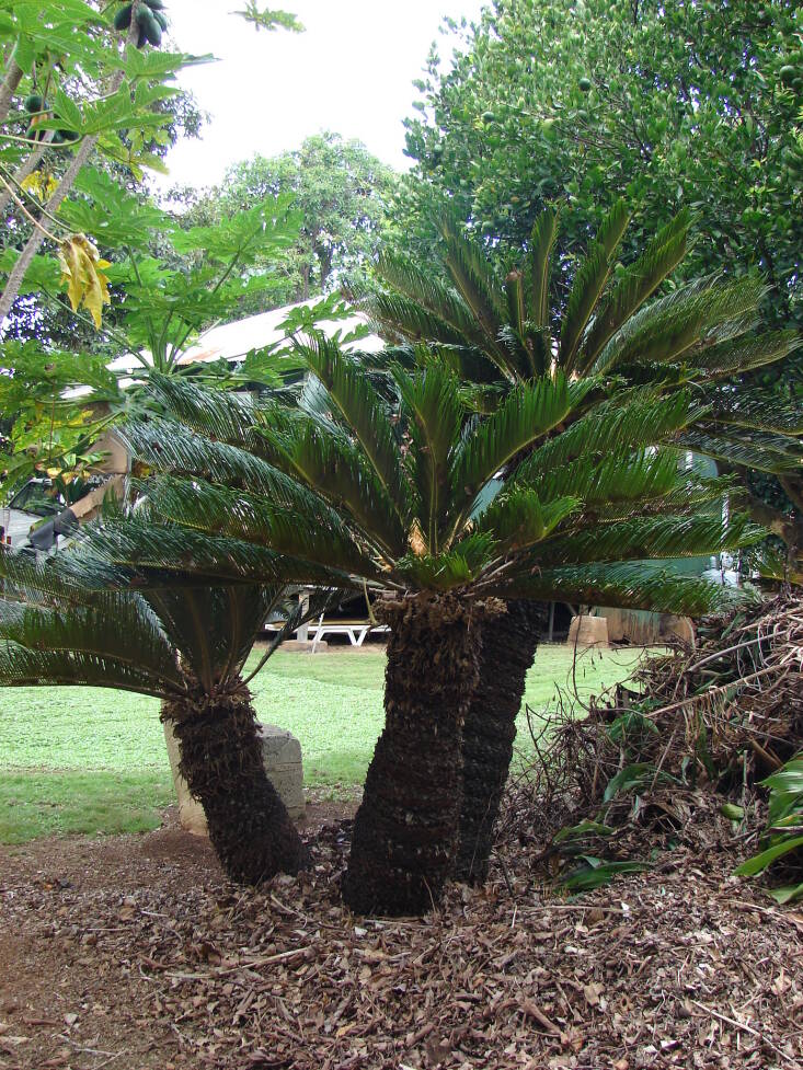 Prehistoric Plants: Our Five Favorites