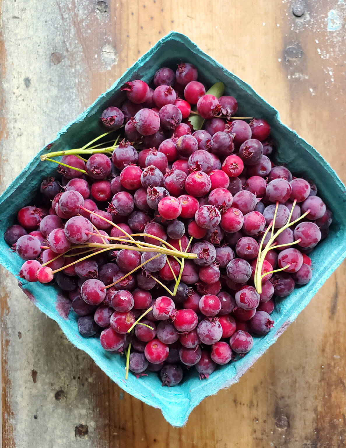 Serviceberries: Forage the Sweet Fruit for Good Eats