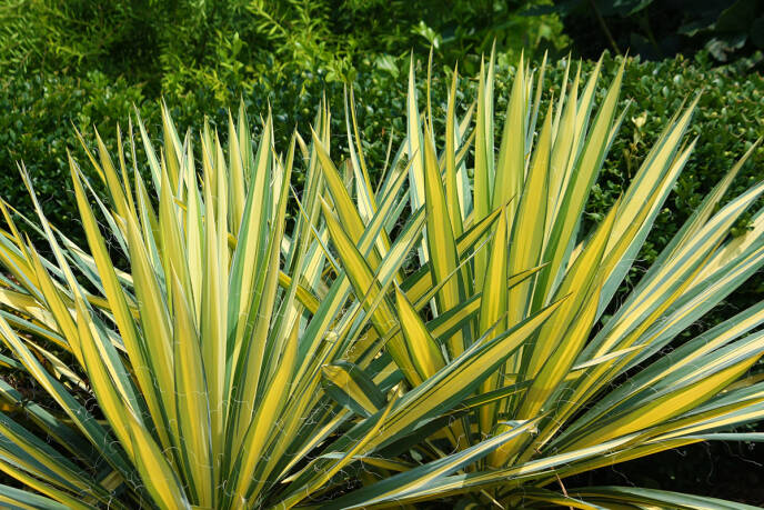 Yucca: A Resilient Garden Plant and a Delicious Vegetable