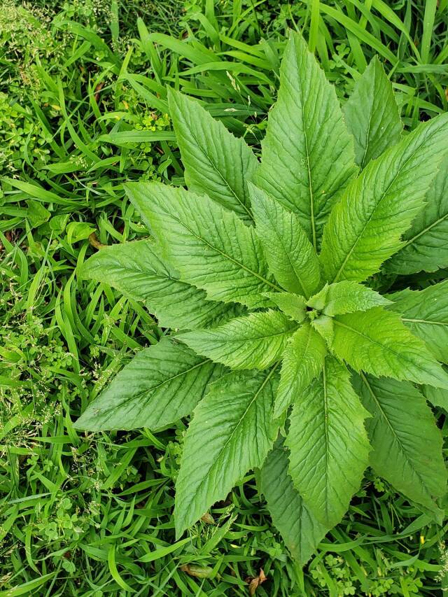 American Burnweed: How to Use the Edible North American Herb Web Story ...