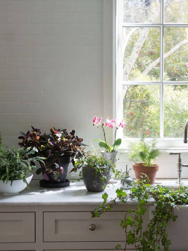 Best Houseplants: 9 Indoor Plants for Low Light - Gardenista Web Story ...