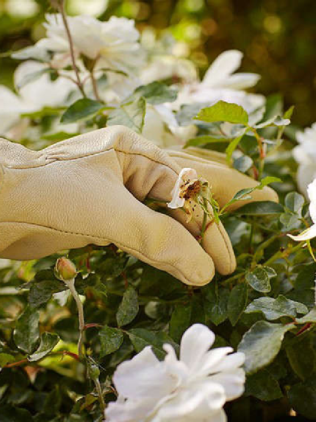 Deadheading Basics: Should You Deadhead or Not? Web Story - Gardenista