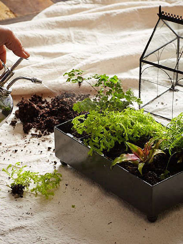 Gardening 101: How to Make a Closed Terrarium - Gardenista Web Story ...