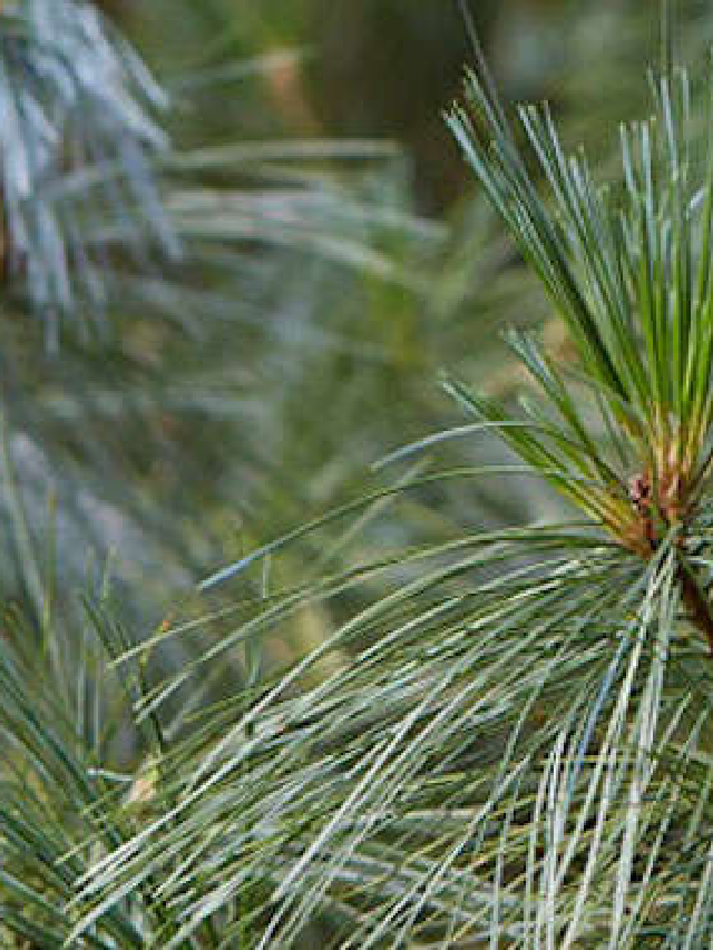Gardening 101: Pine Trees - Gardenista Web Story - Gardenista