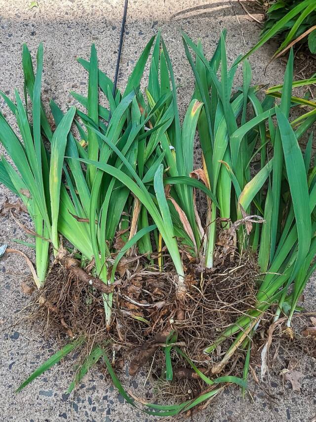 How to Divide Tall Bearded Irises: Step by Step Directions Web Story ...