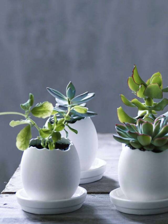 Object of Desire: Plant Pots for Succulents from Rowen & Wren ...