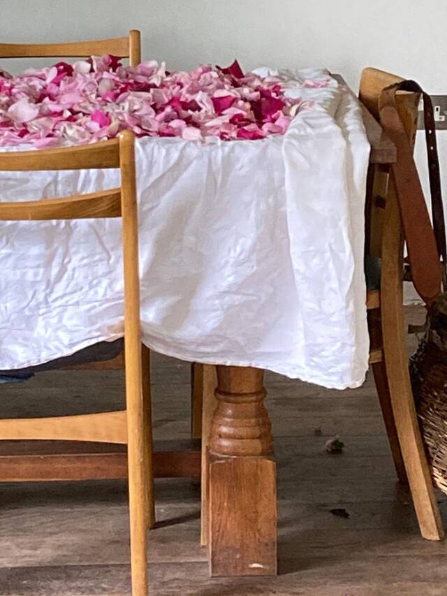 Rose Petal Recipes: How to Use Them in Dishes and Drinks Web Story ...