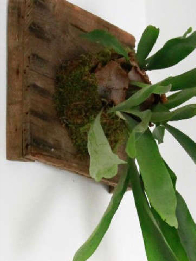 The Fern and I: How to Hang a DIY Staghorn Fern - Gardenista Web Story ...