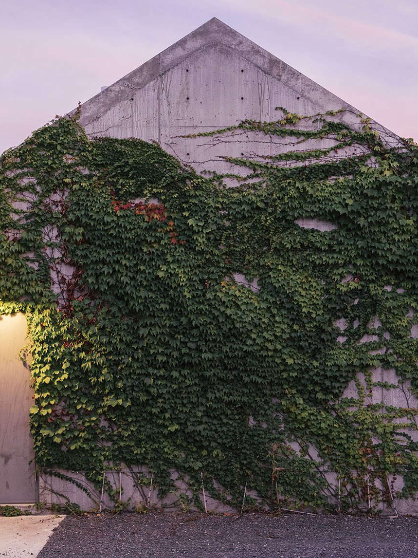10 Things Nobody Tells You About Vines - Gardenista