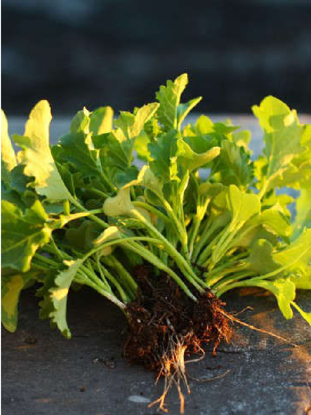 The New Vegetable Garden: 7 Essentials to Grow (and Eat) in Autumn ...