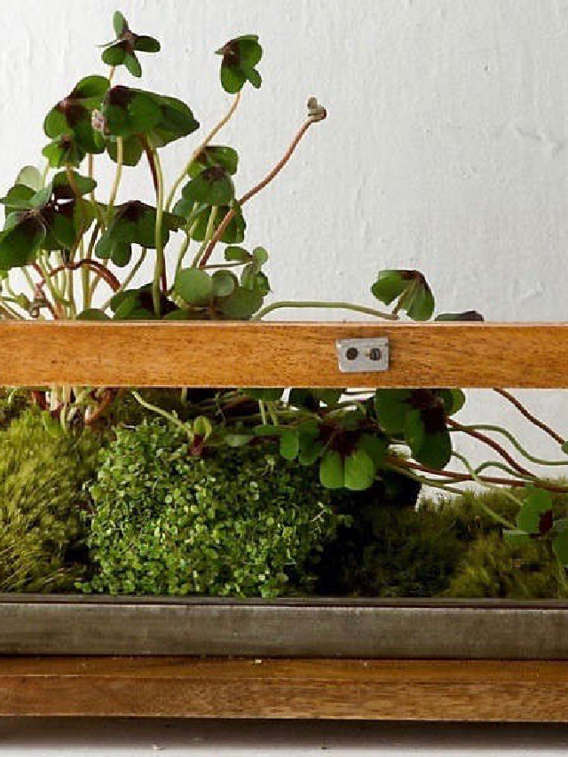 When Terrariums Go Bad: 6 Tips for Troubleshooting (Mold? Yecch ...