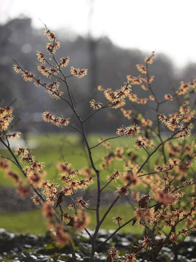 Winter Enchantment: 9 Best Witch Hazels for a Luminous Garden ...