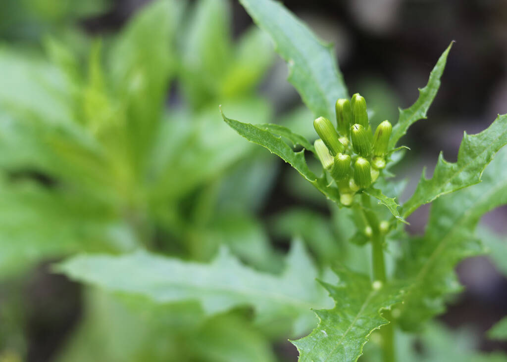 American Burnweed: How to Use the Edible North American Herb