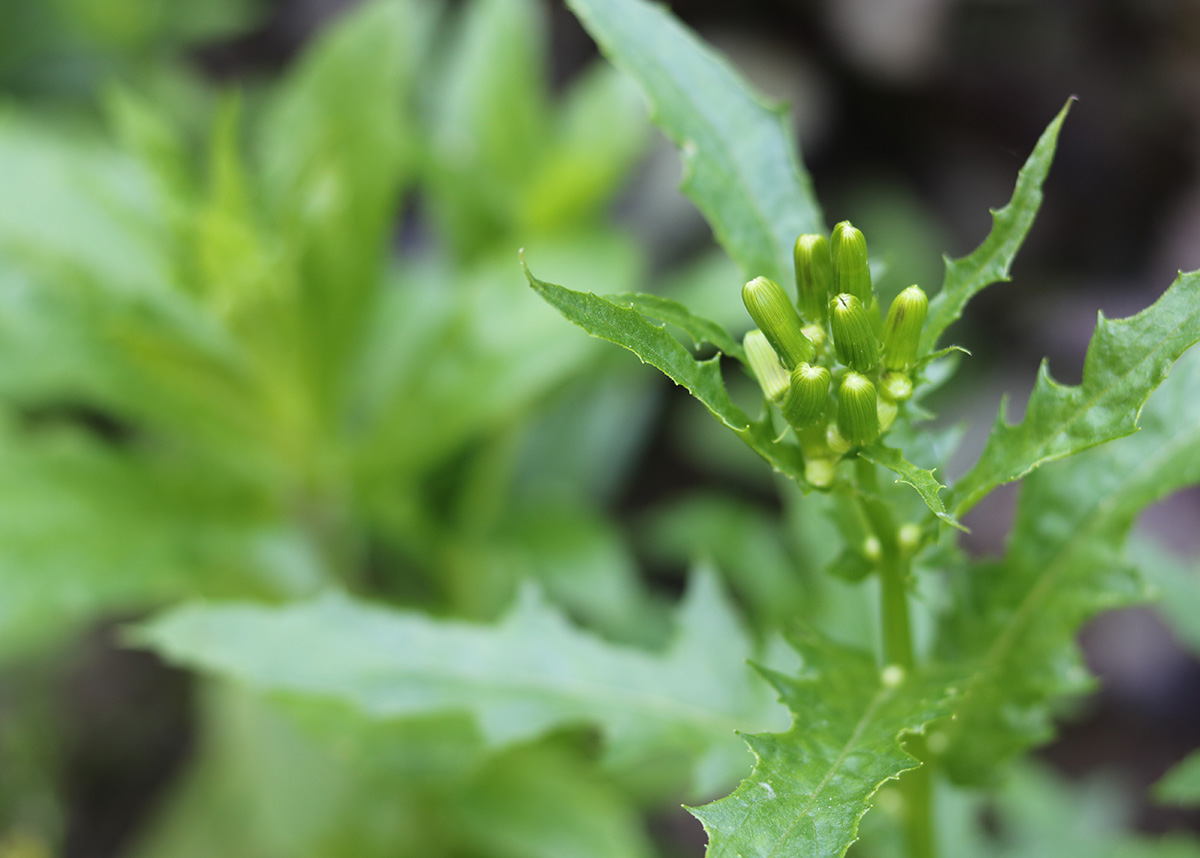 American Burnweed: How to Use the Edible North American Herb
