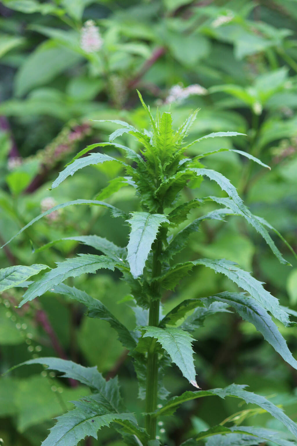 American Burnweed: How to Use the Edible North American Herb