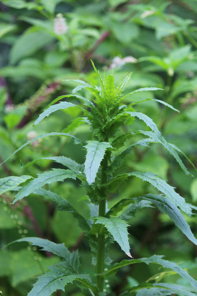 American Burnweed: How to Use the Edible North American Herb