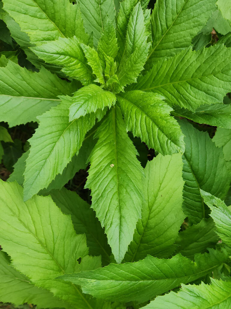 American Burnweed: How to Use the Edible North American Herb