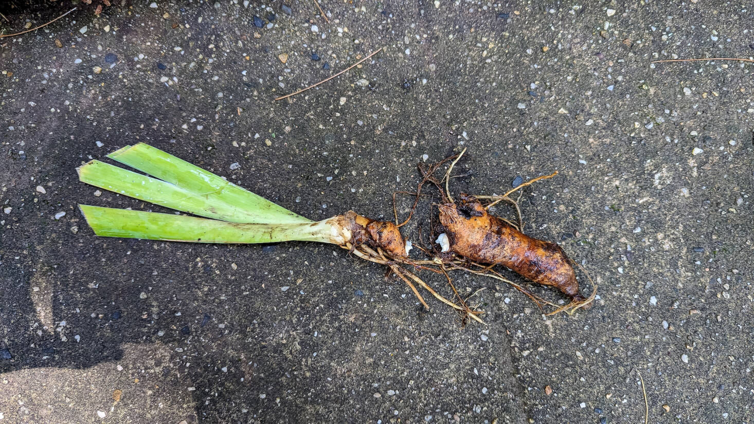 How to Divide Tall Bearded Irises: Step by Step Directions