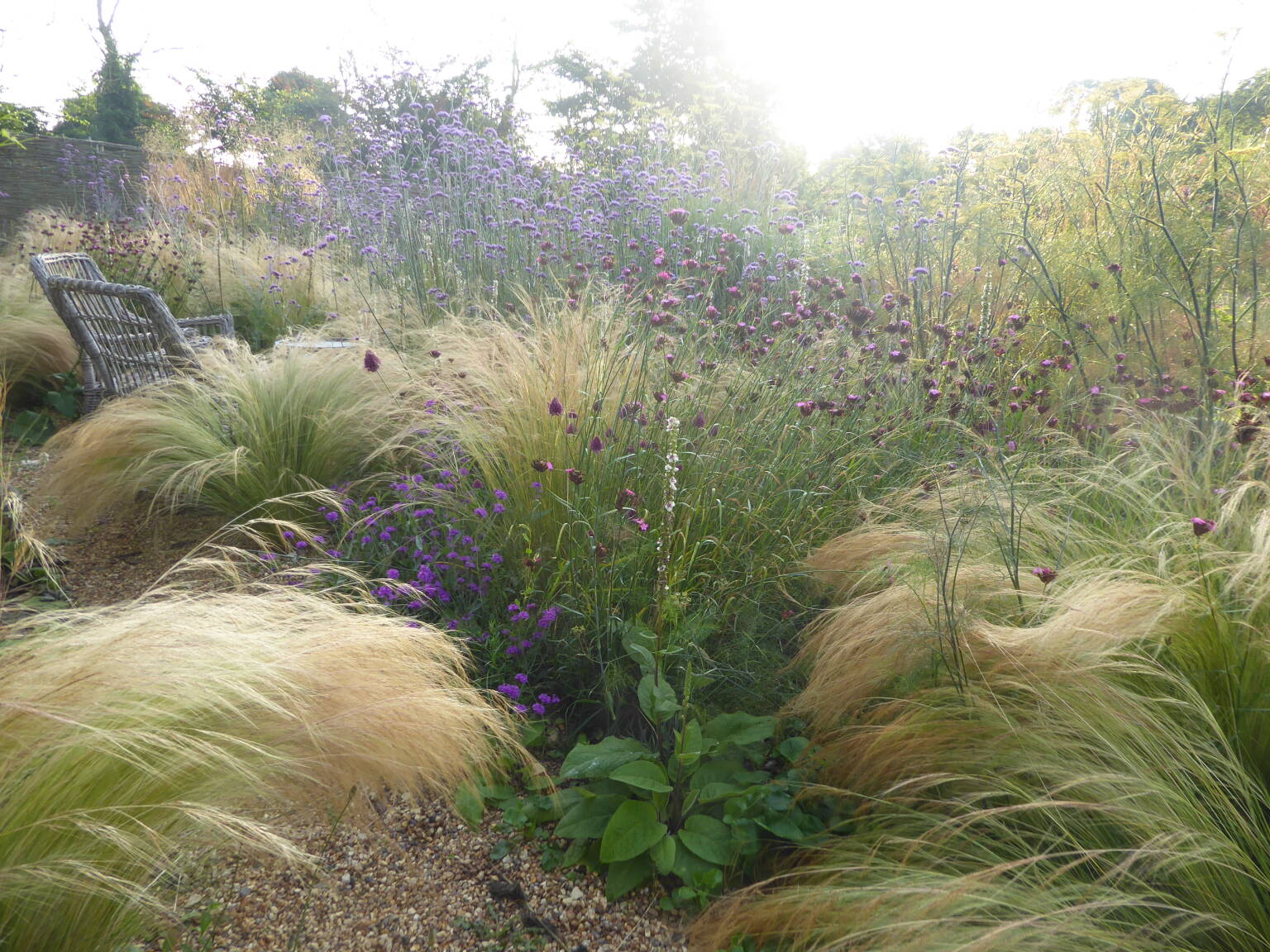 Plants for Paths: How to Use Plants to Soften the Look of Paving