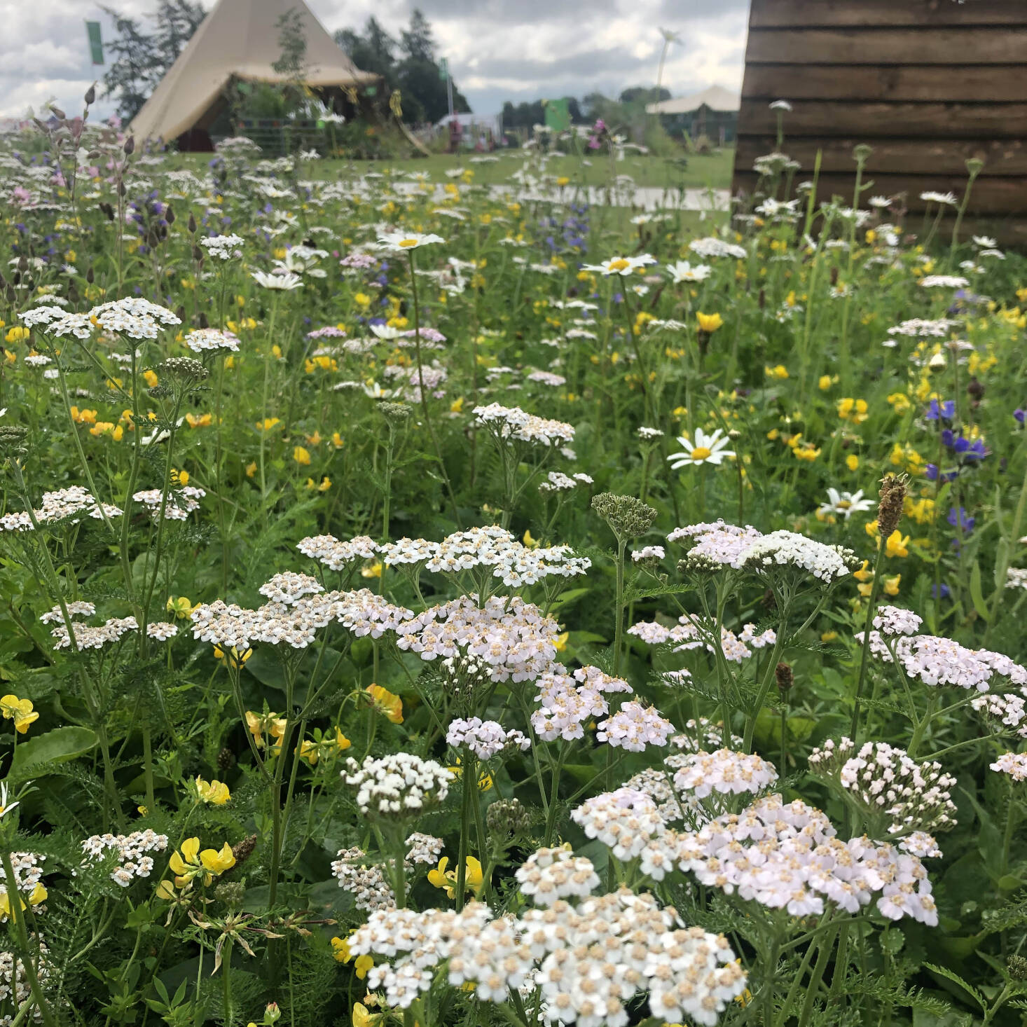 Night Pollinators: How to Design a Garden that Helps Moths