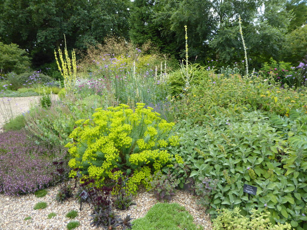 Plants for Paths: How to Use Plants to Soften the Look of Paving
