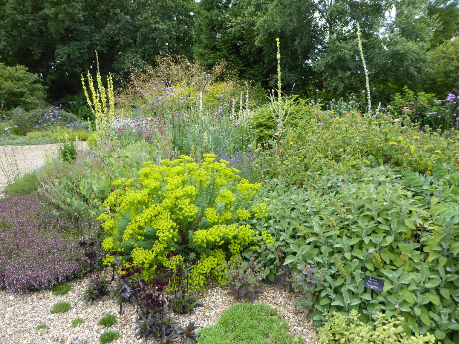 Plants for Paths: How to Use Plants to Soften the Look of Paving