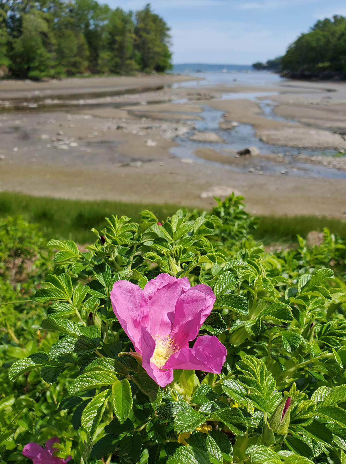 Rose petals are a fragrant and delicious ingredient